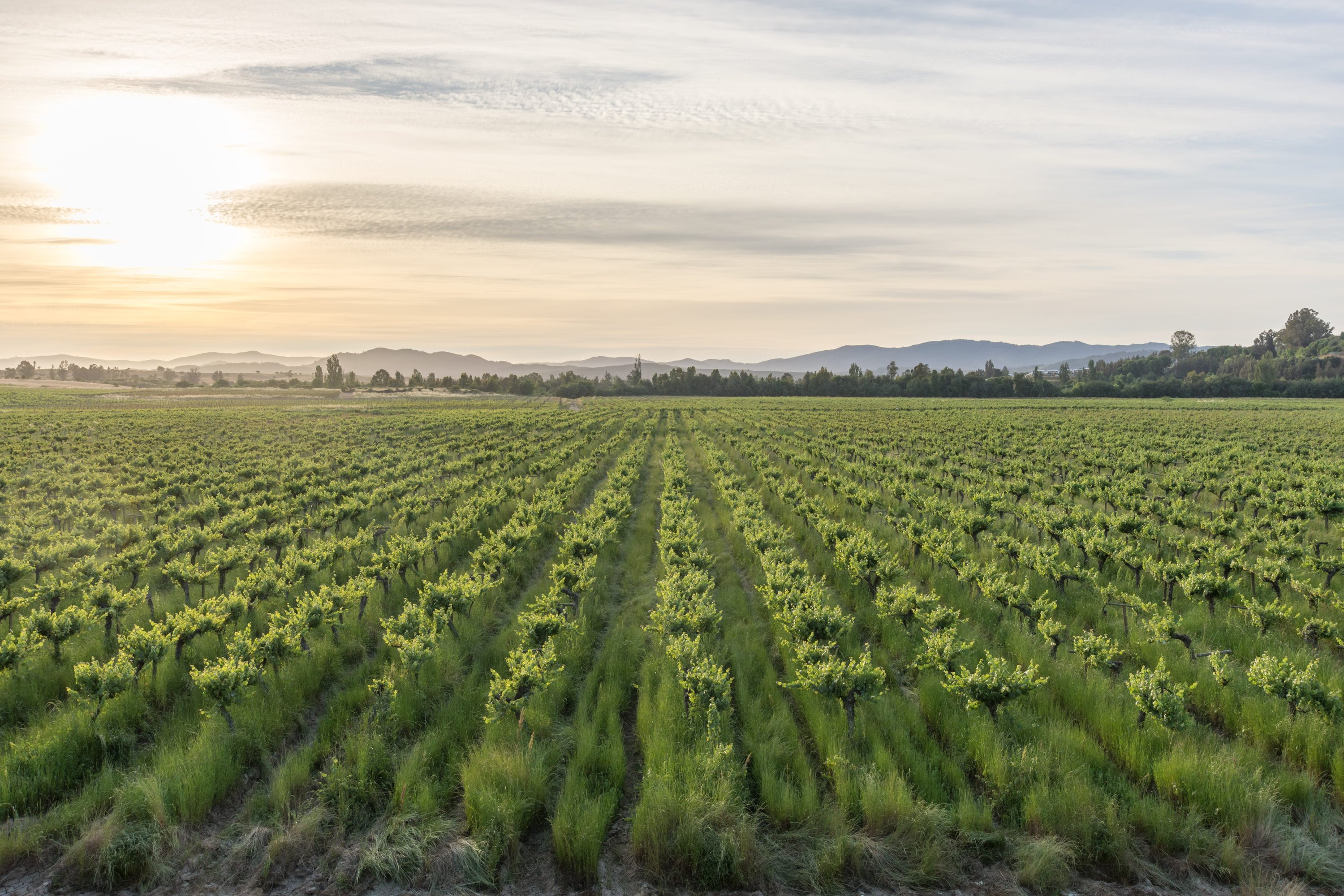 Región del Maule: cuna de tradición, enoturismo, aventura y naturaleza
